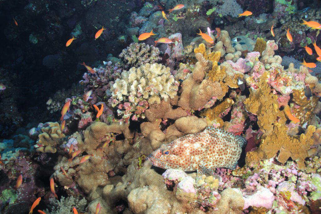 Sites de plongée en mer Rouge