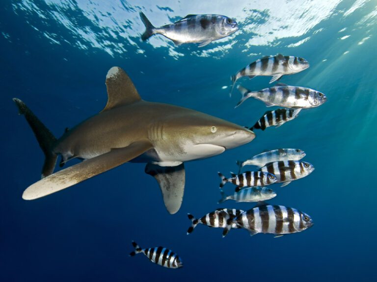 Red Sea Sharks