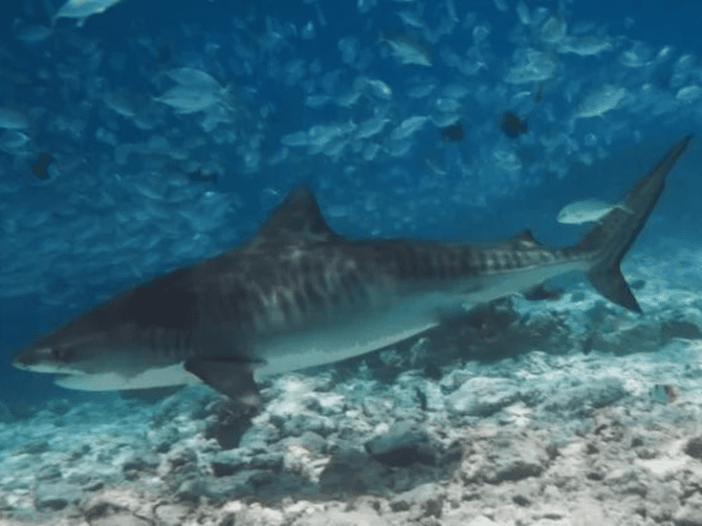 Red Sea Sharks
