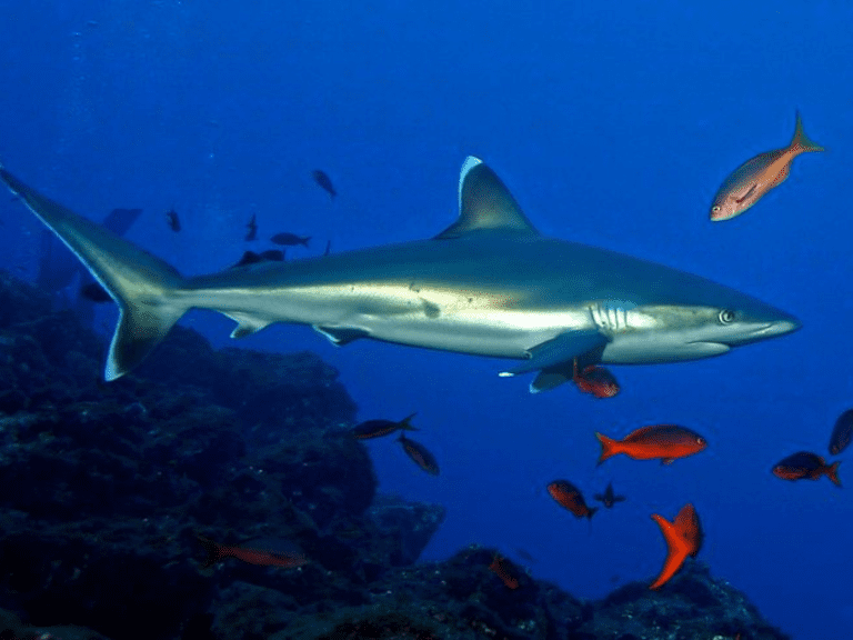 Red Sea Sharks