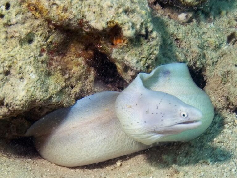 Red Sea Eels