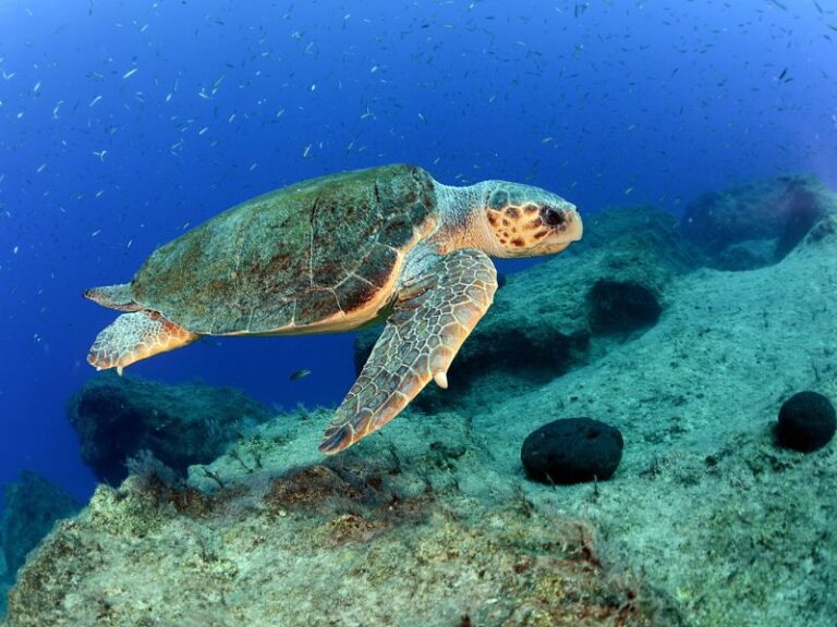 Red Sea Turtles